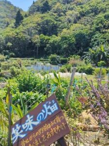 Visit Ogimi Village, Okinawa: Half-Day Itinerary in Japan's Blue Zone